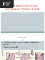 List of Human Skeletal Muscles | PDF