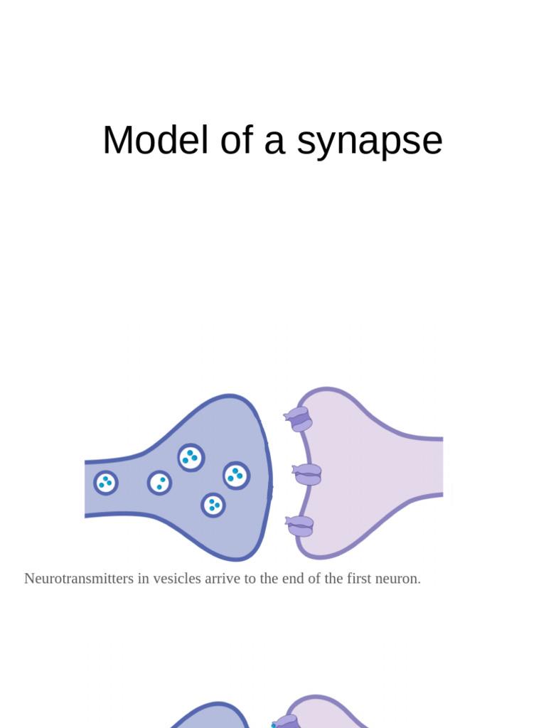Model of A Synapse | PDF