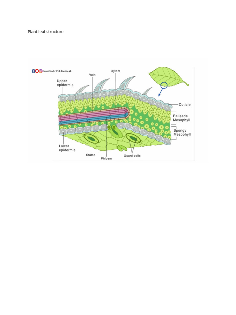 Plant leaf structure | PDF