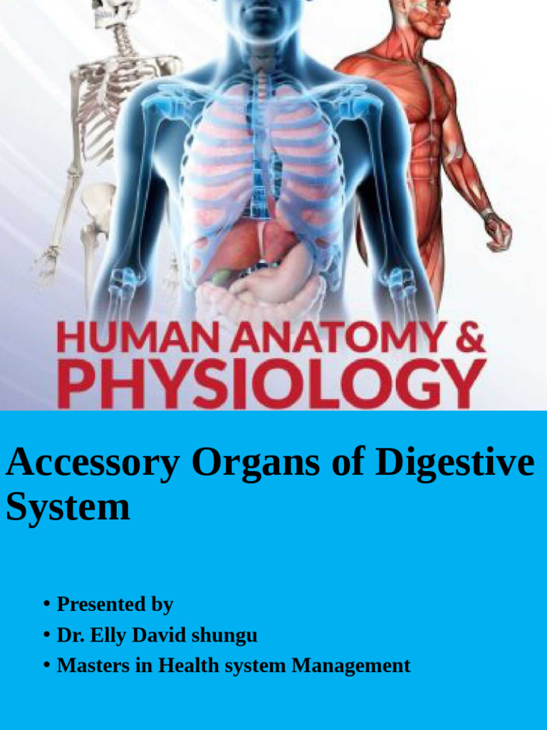 Accessory Organs of the Digestive System | PDF | Pancreas | Liver