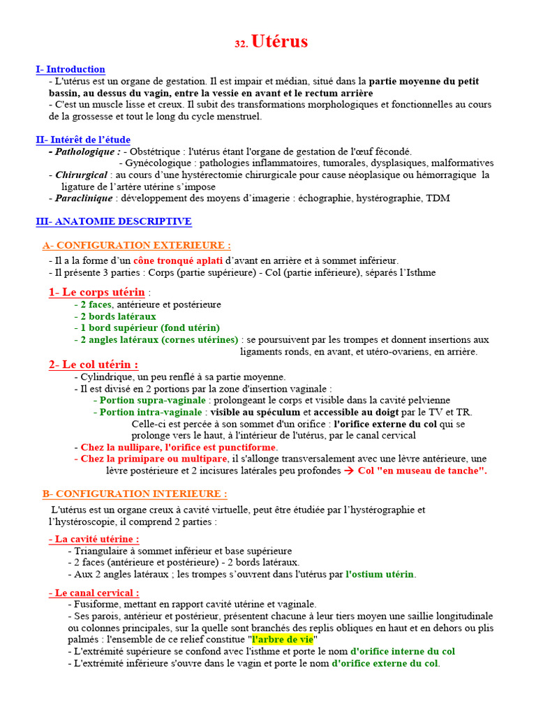 Anatomie et fonctions de l'utérus | PDF | Utérus | Péritoine
