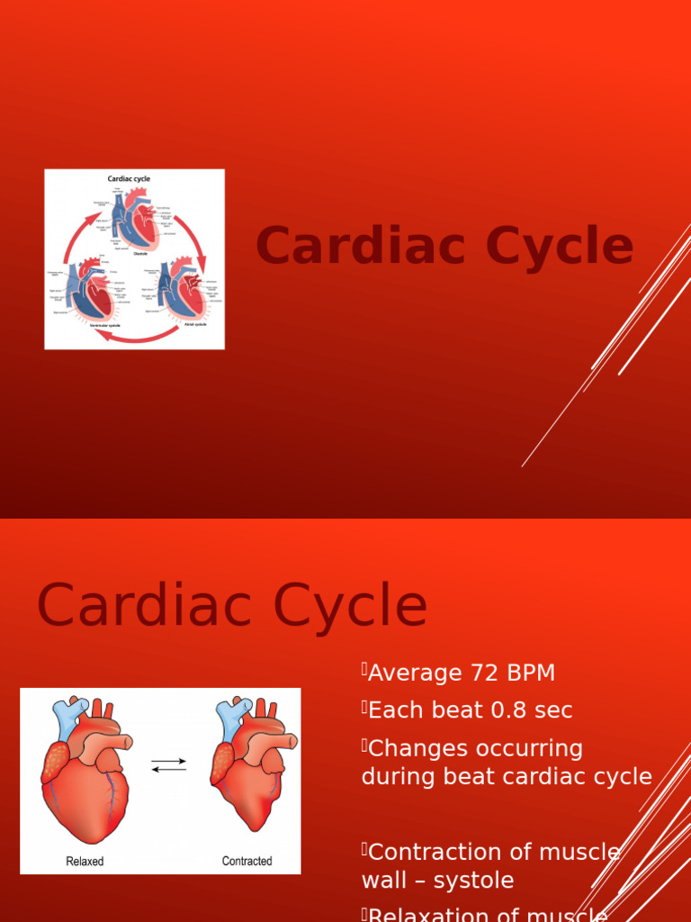 Cardiac Cycle | PDF