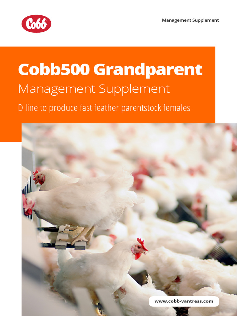 2021 Cobb500 GP D Line Fast Feather Supplement | PDF | Nutrients | Amino Acid