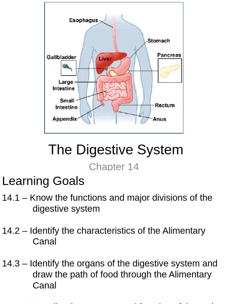 CH 14 The Digestive System 2015 | PDF | Human Digestive System | Stomach