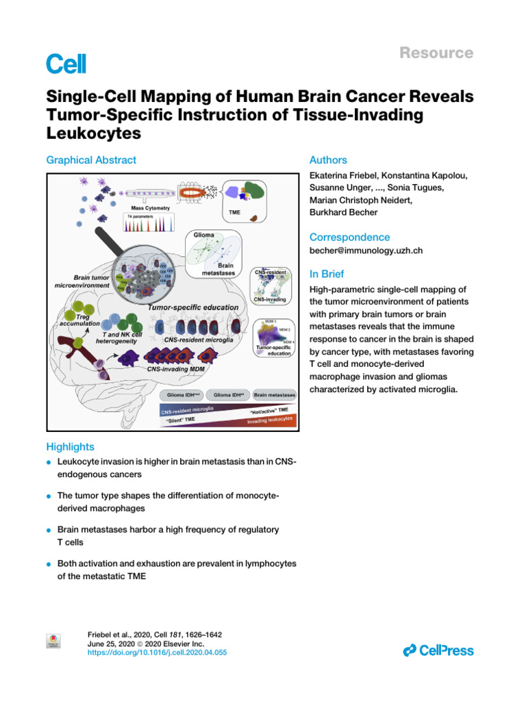 Single-Cell Mapping of Human Brain Cancer Reveals | PDF | Metastasis ...