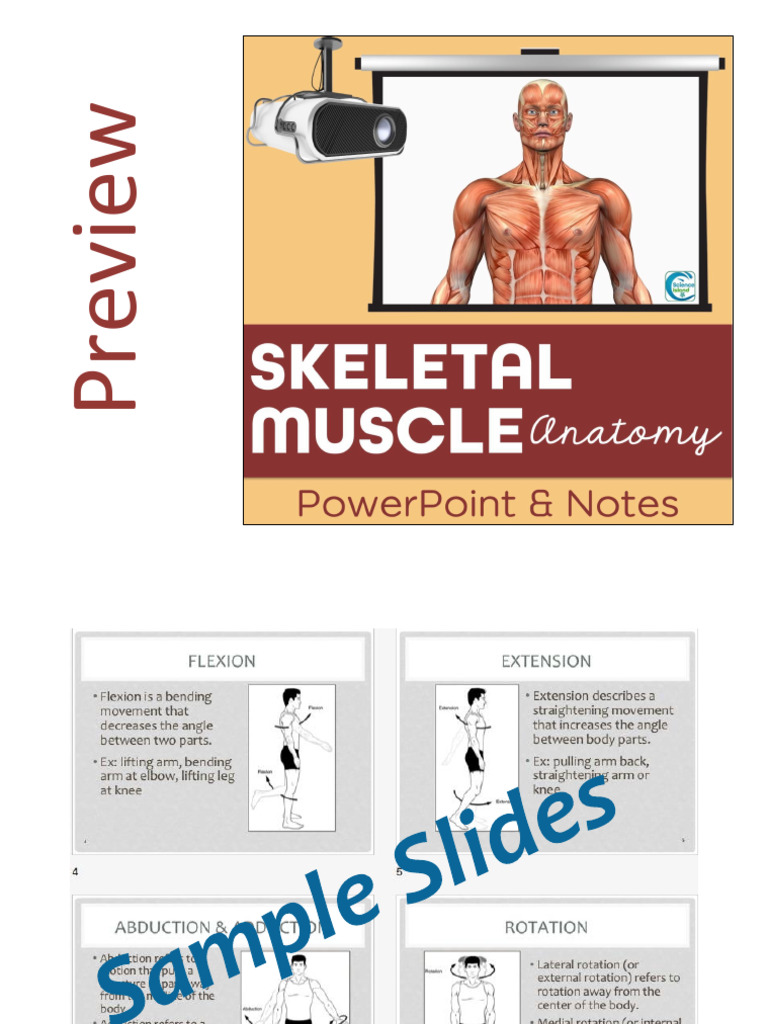 PREVIEW Skeletal Muscle Anatomy | PDF | Anatomical Terms Of Motion | Joints