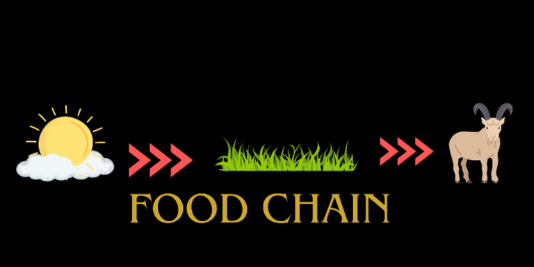 Food Chain | PDF