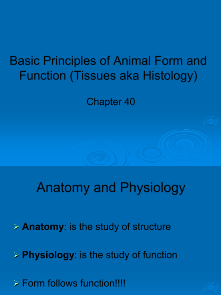 9 Animal Form and Function CH 40 (Tissues) | PDF | Epithelium ...