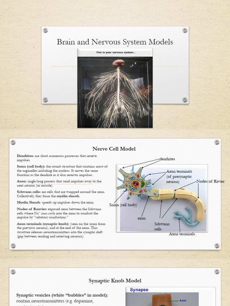 Vertebrate Anatomy III Nervous System Models | PDF | Axon | Chemical ...