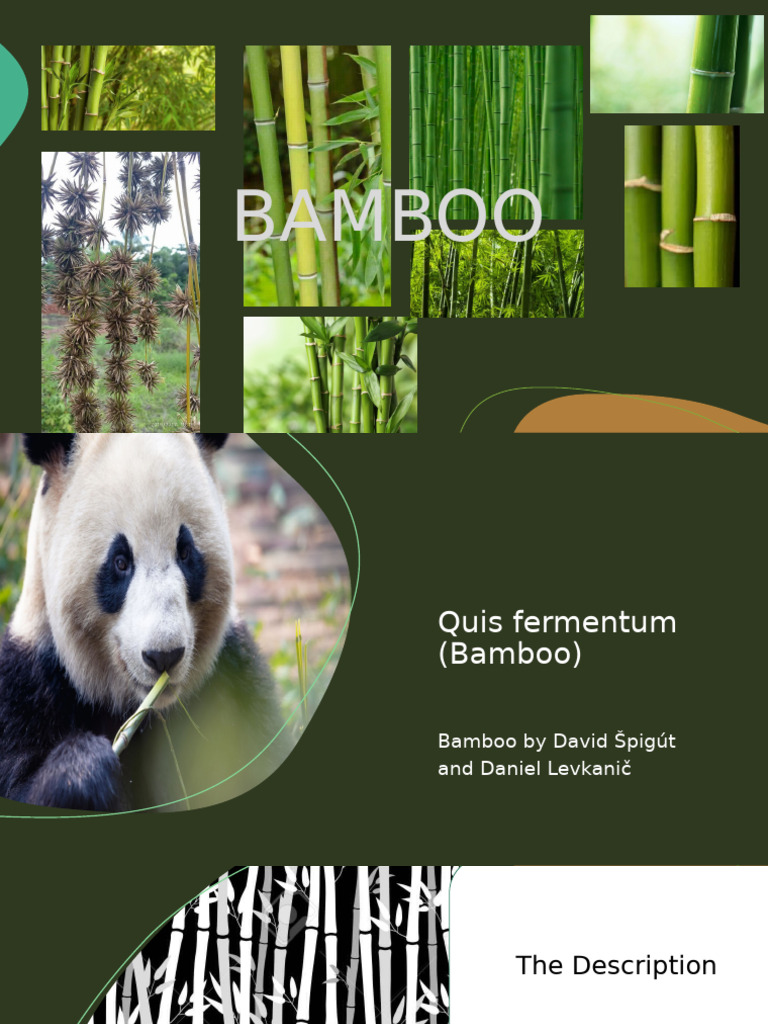 Bamboo | PDF
