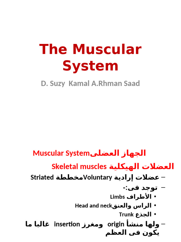 The Muscular System | PDF