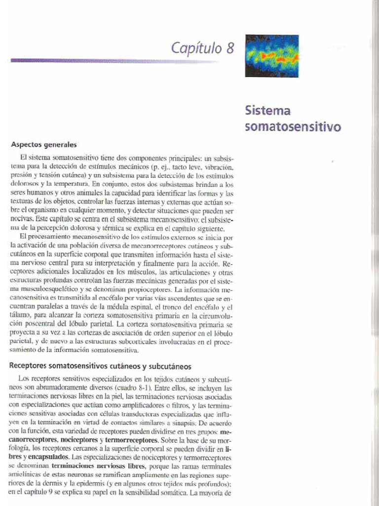 Dale Purves - Neurociencia-Panamericana Editorial (2007) (215-258) | PDF