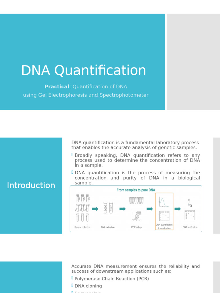 DNA Quantification 1 | PDF | Agarose Gel Electrophoresis | Gel ...
