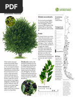 El Mamon en Venezuela | PDF | Alimentos | Plantas comestibles