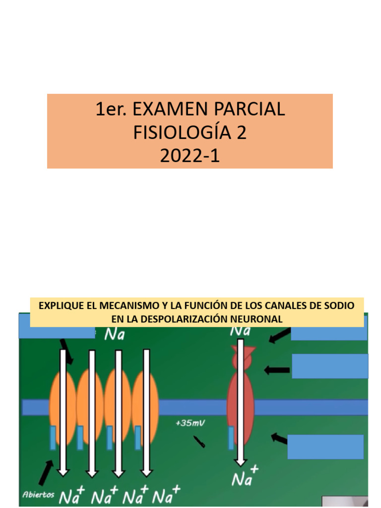 2-Exámen Parcial Fisio 2 - Pantoja - 240722 - 181456 | PDF | Sinapsis | Hormona
