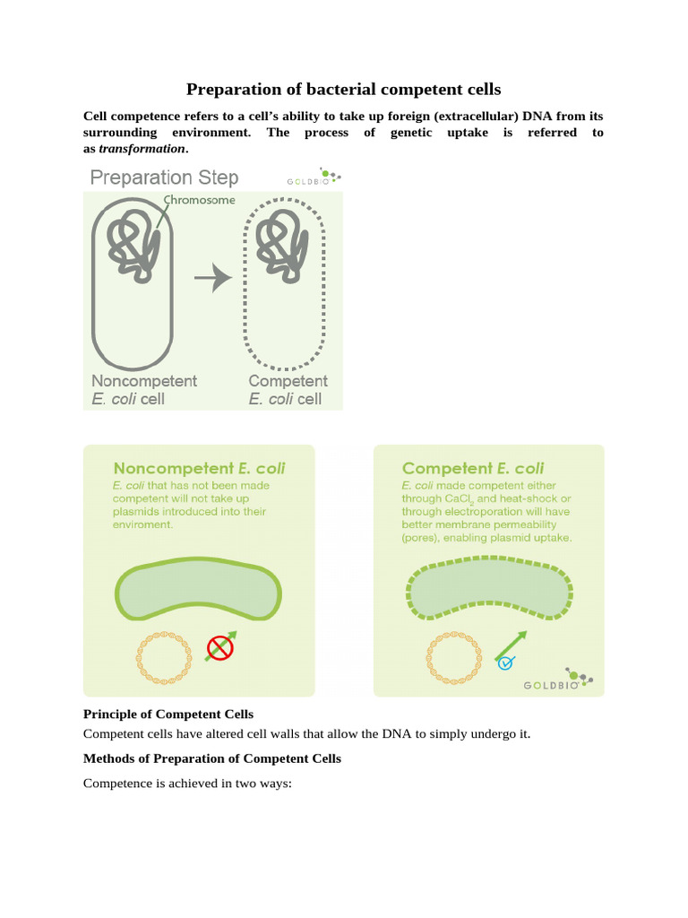 Role of MgCl2 in Competent Cells | PDF | Lipid Bilayer | Cell (Biology)