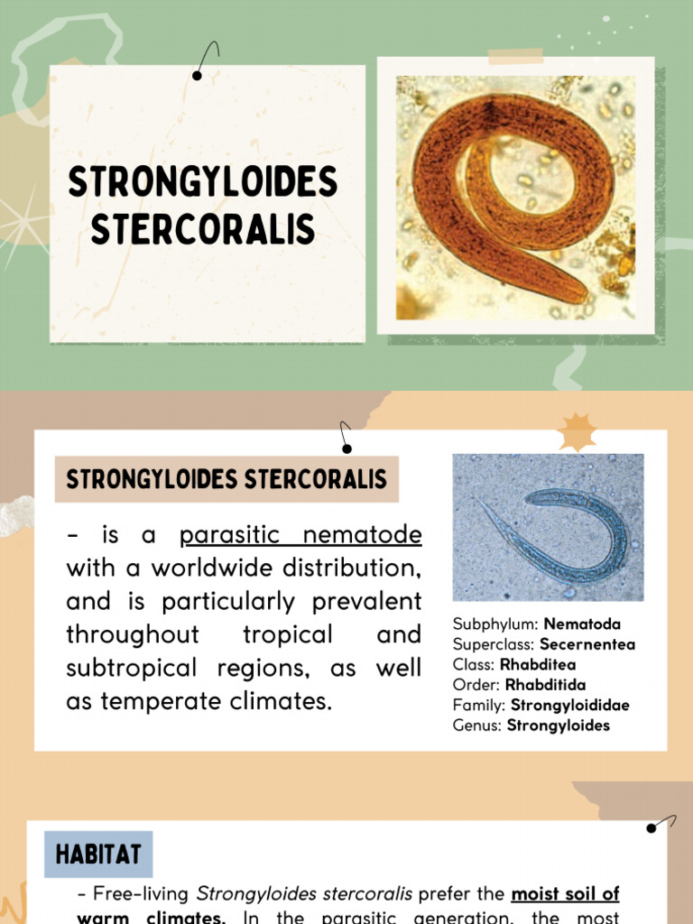Strongyloides Stercoralis 20250504 233236 0000 | PDF