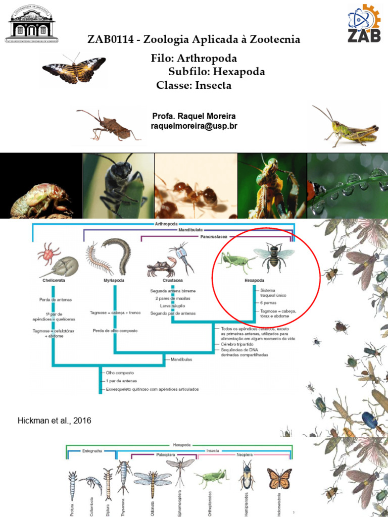 Aula 5 Filo Arthropoda Sub Filo Hexapoda Classe Insecta | PDF ...