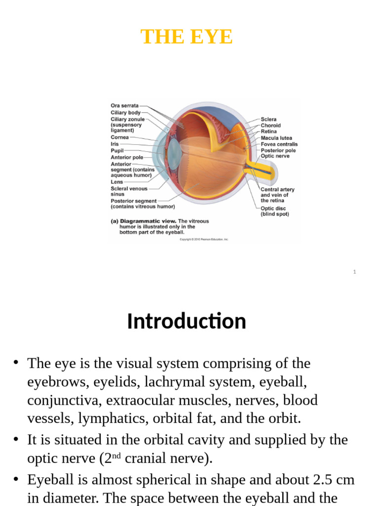 Overview of The Eye 1 | PDF | Human Eye | Eye