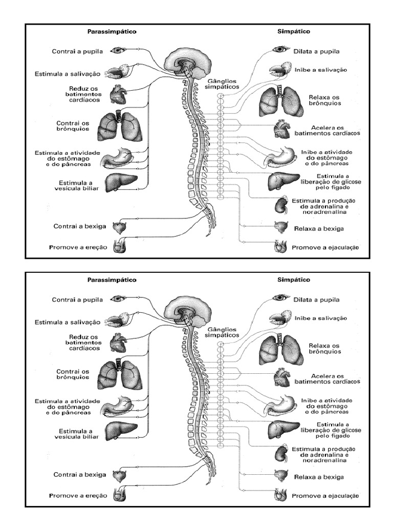 Sist Nerv Simpatico e Parassimpatico | PDF