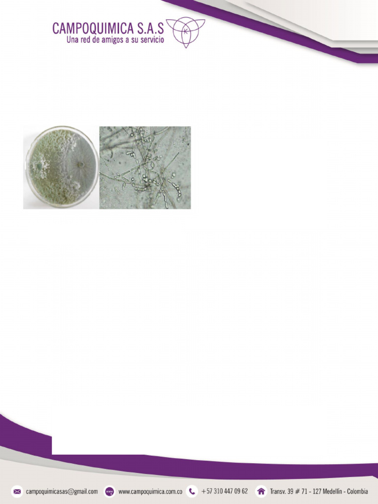 FT Trichoderma CQ | PDF | Hongo | Control biológico de plagas