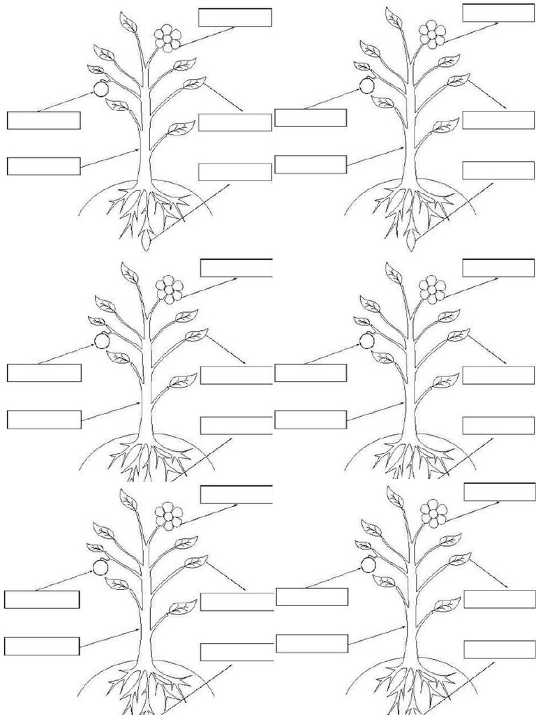 PLANTILLAS CIENCIAS NATURALES PRIMER UNIDAD | PDF