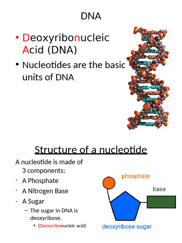 Lecture_Nucleic acids | PDF | Translation (Biology) | Rna