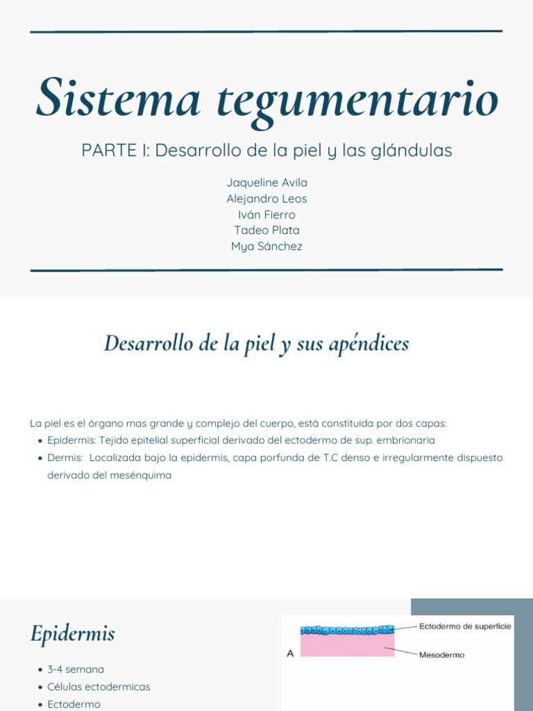 Sistema Tegumentario | PDF