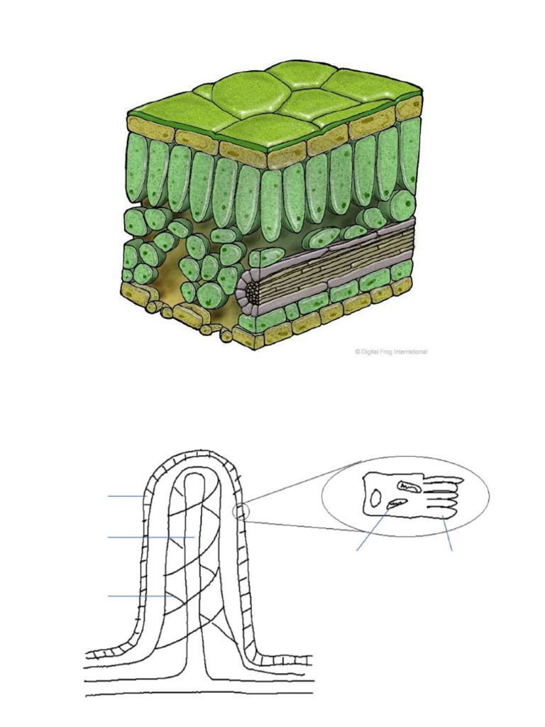 Bio Diagrams Unlabelled | PDF