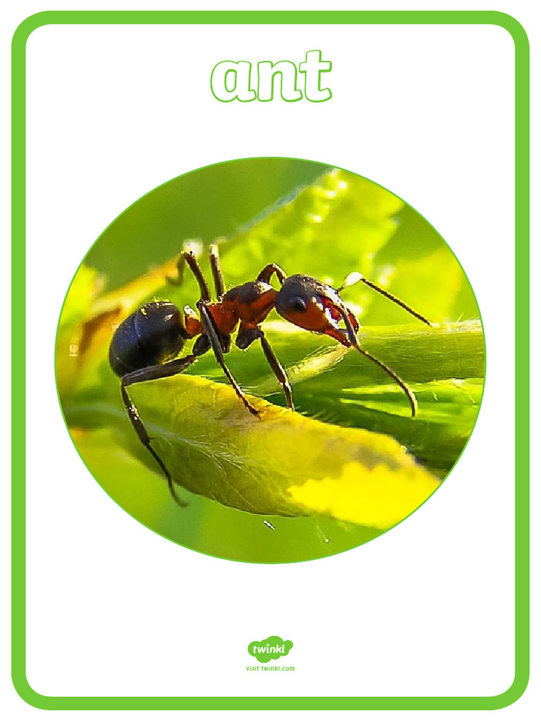 T SC 282 Minibeasts Photo Display Posters | PDF