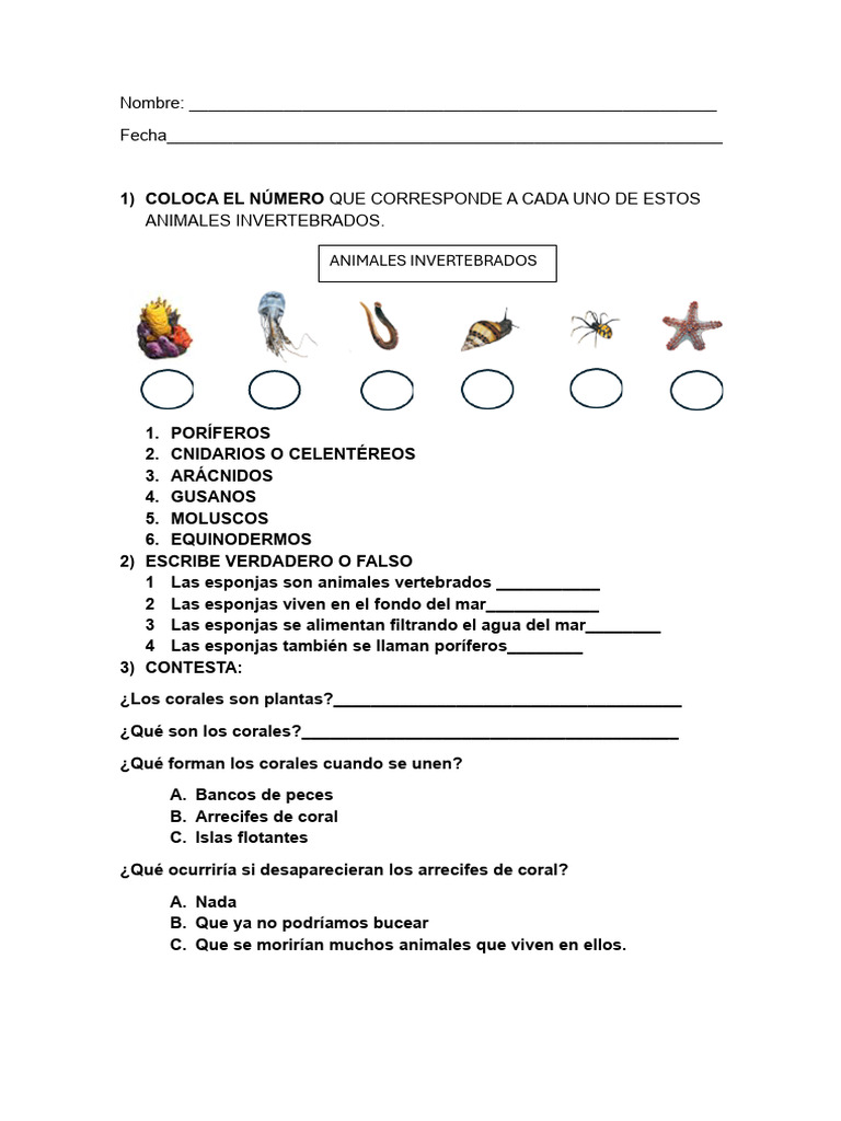 Examen Invertebrados | PDF | Esponja | Invertebrado