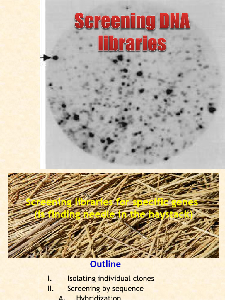 Library Screening | PDF | Molecular Cloning | Gene