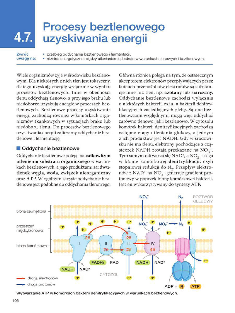 Fermentacja | PDF