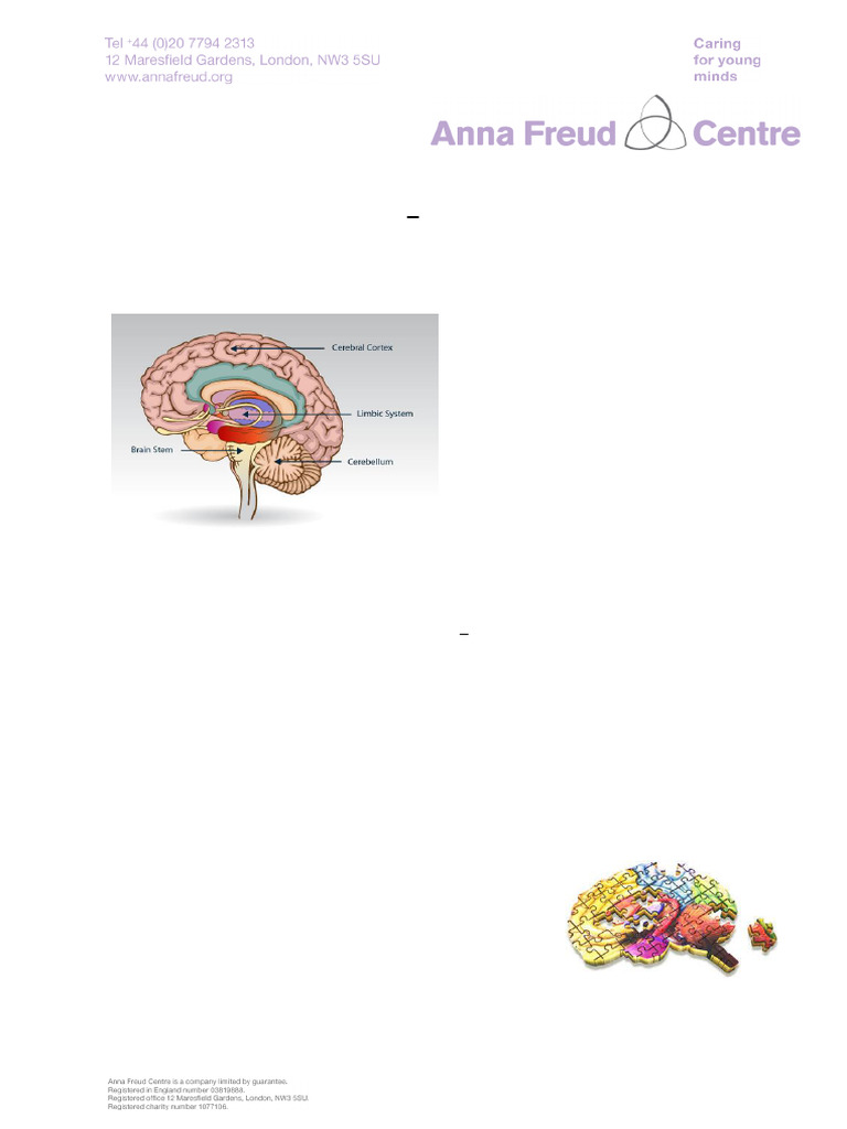 Module 2 Handout | PDF | Limbic System | Thought