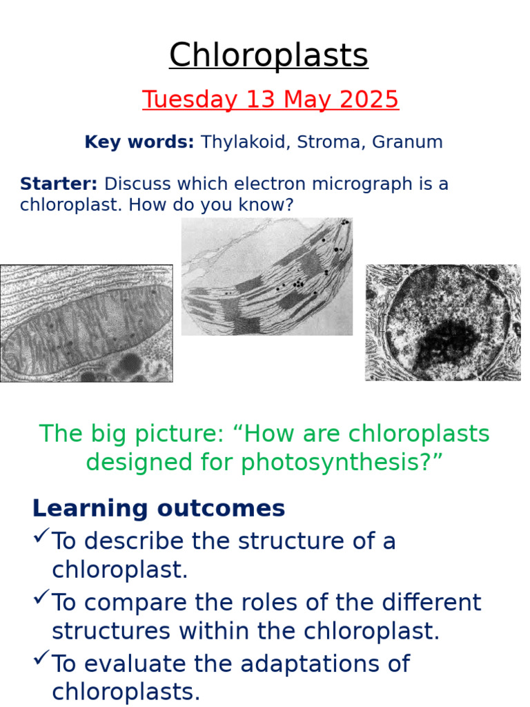 Chloroplasts | PDF