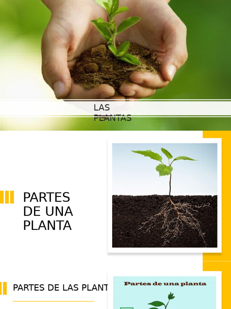 Las Plantas | PDF | Flores | Plantas