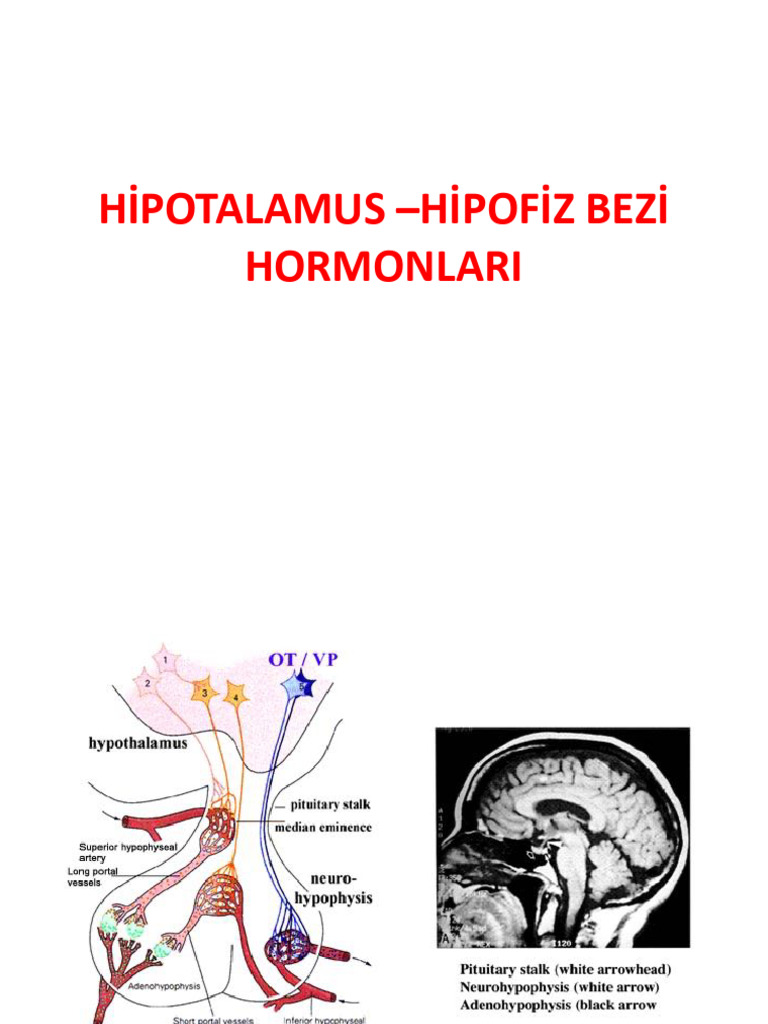 HİPOTALAMUS –HİPOFİZ BEZİ HORMONLARI | PDF