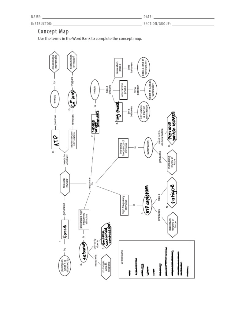 Laboratory 13 - Concept Map | PDF | Muscle Contraction | Soft Tissue