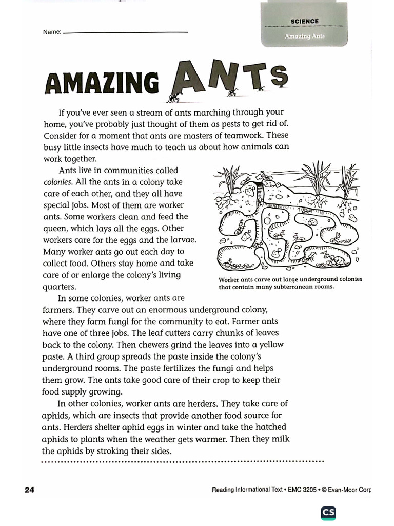 READING INFO Amazing Ants | PDF