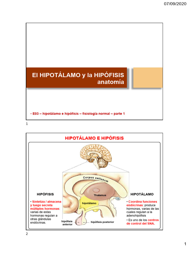 E03 - Hipot e Hipófisis Normal - 2 X Página | PDF | Glándula pituitaria | Hipotálamo