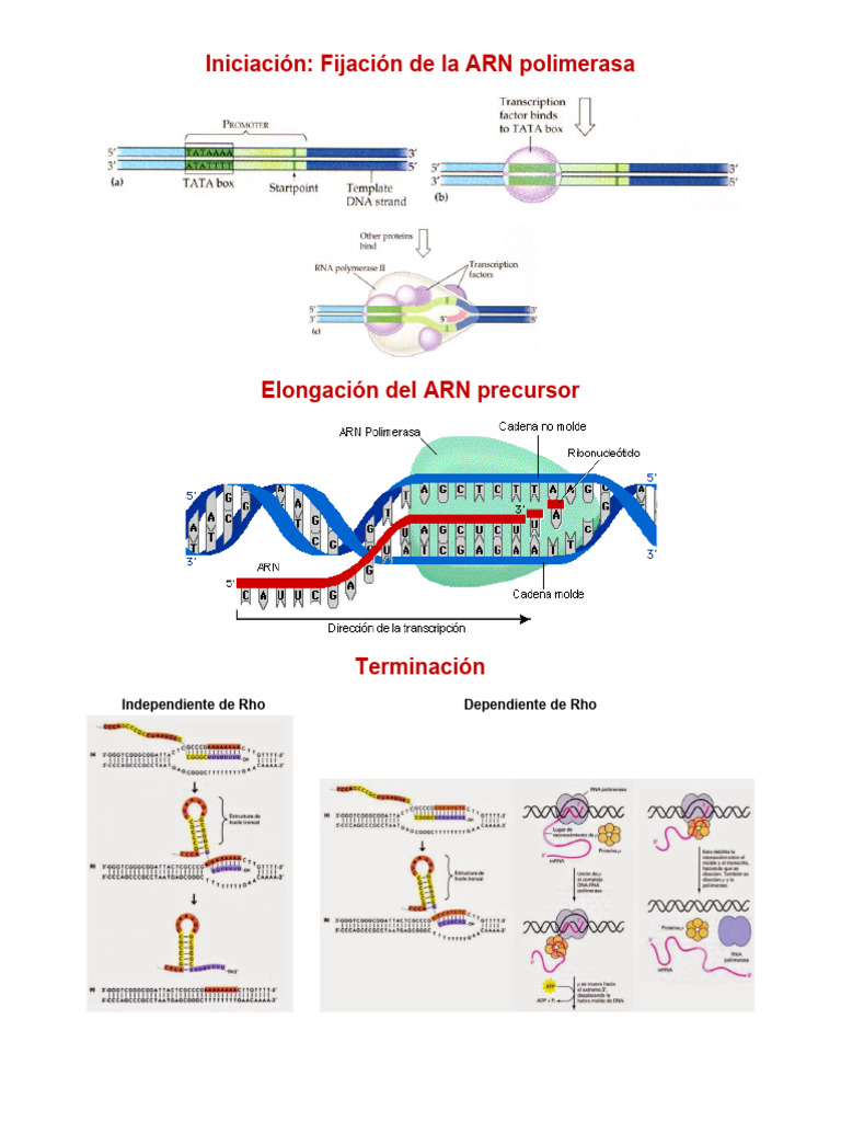 Proceso de Transcripción del ARN | PDF