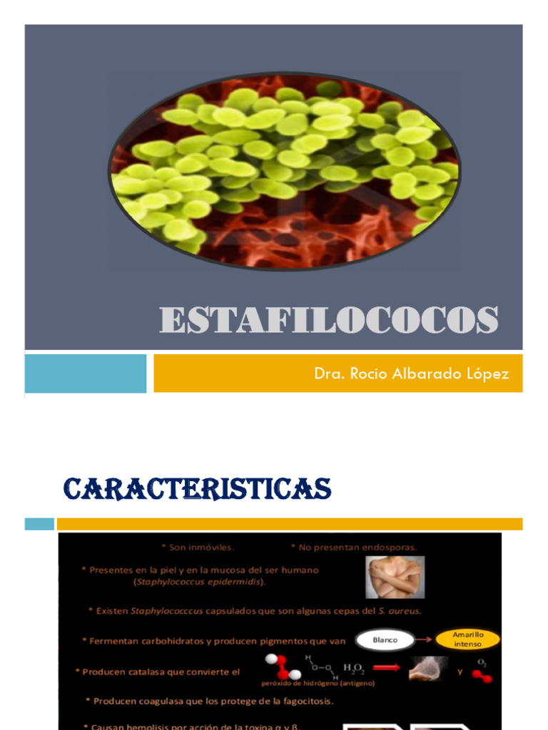 Estafilococos | PDF