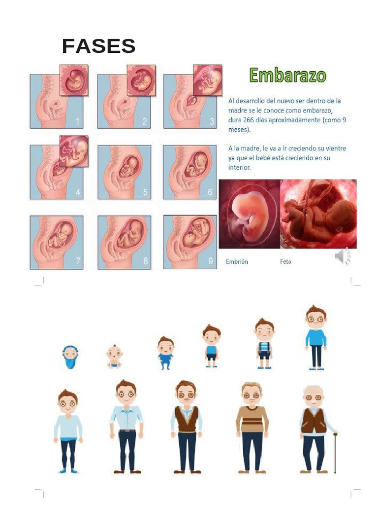 Etapas Del Embarazo2 | PDF