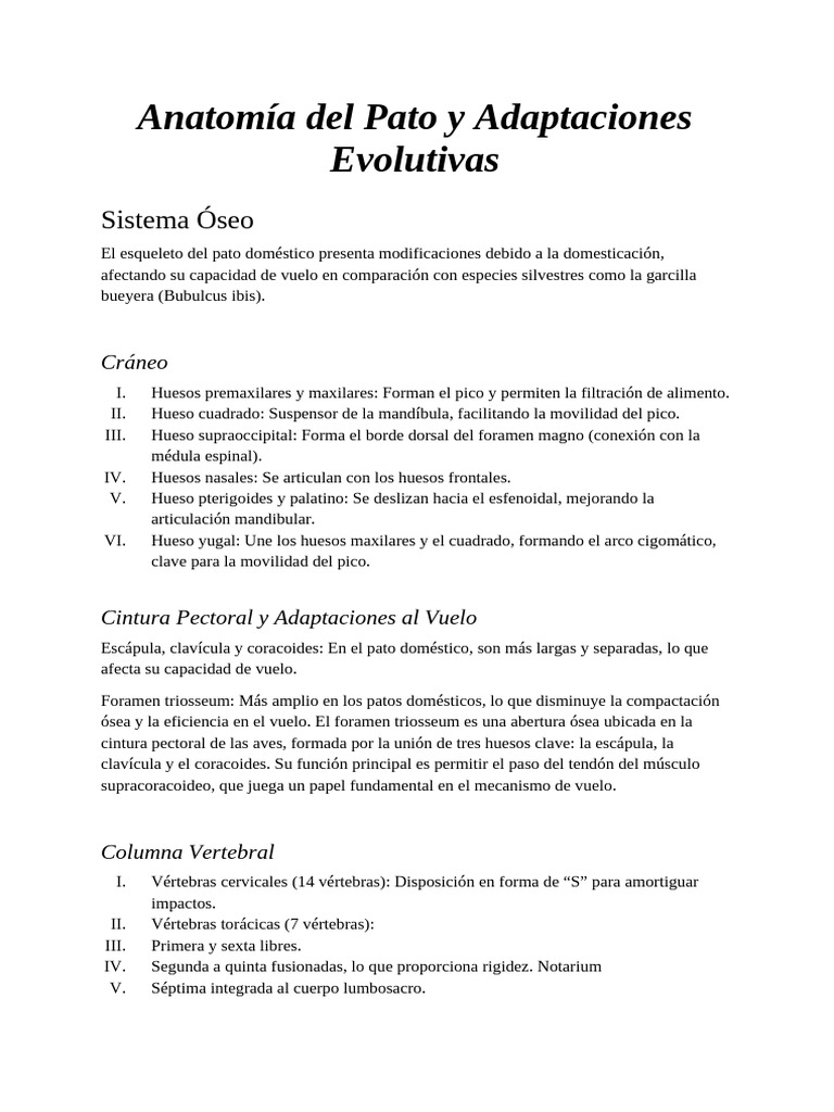 Anatomía y Adaptaciones del Pato | PDF | Pulmón | Esqueleto