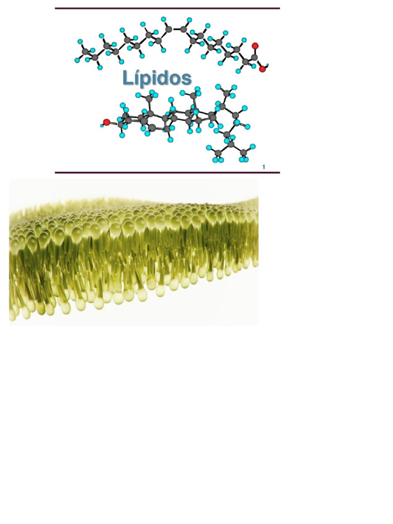 Lipidos | PDF