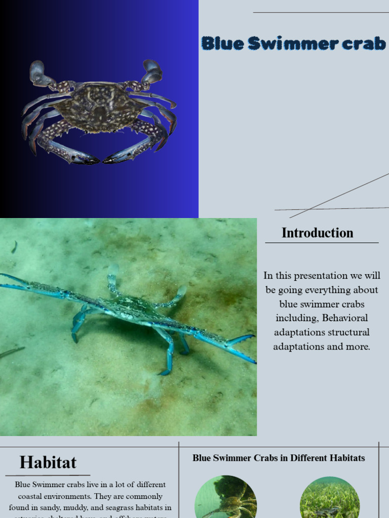 Blue Swimmer Crab | PDF