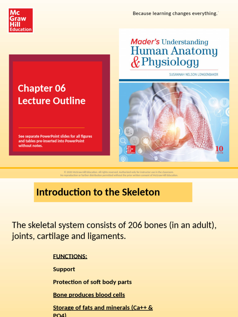 Chapter 6 - Skeletal | PDF | Vertebral Column | Vertebra