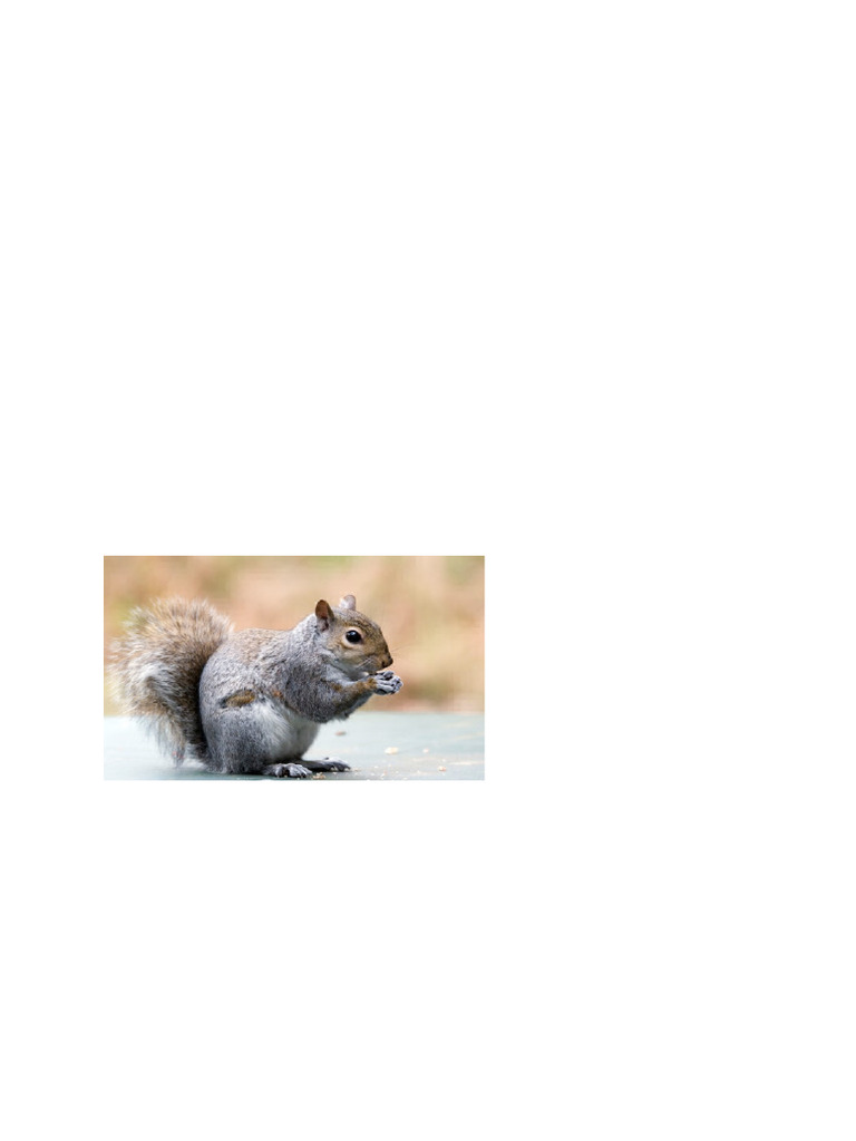 Poem 1 Squirrel | PDF