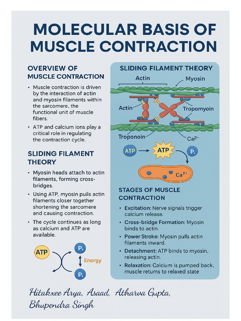 Molecular_Basis_of_Muscle_Contraction | PDF