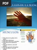 Músculos de la eminencia tenar y hipotenar | PDF | Mano | Anatomía humana